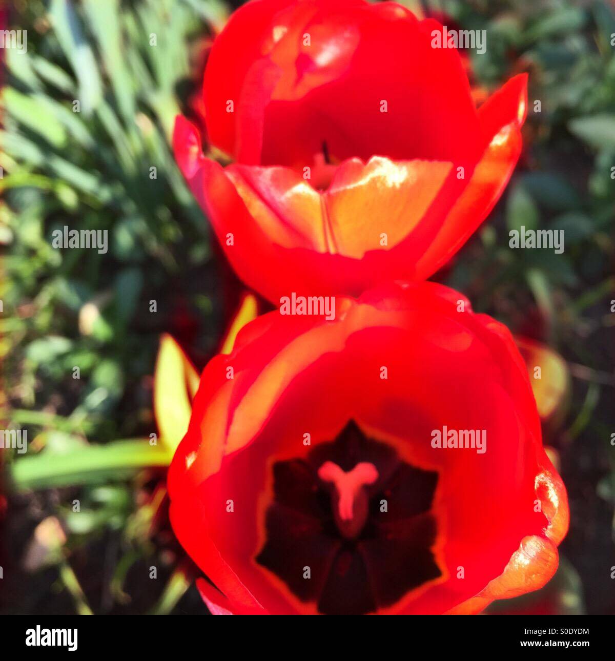 Deux tulipes rouges Banque de photographies et d’images à haute ...