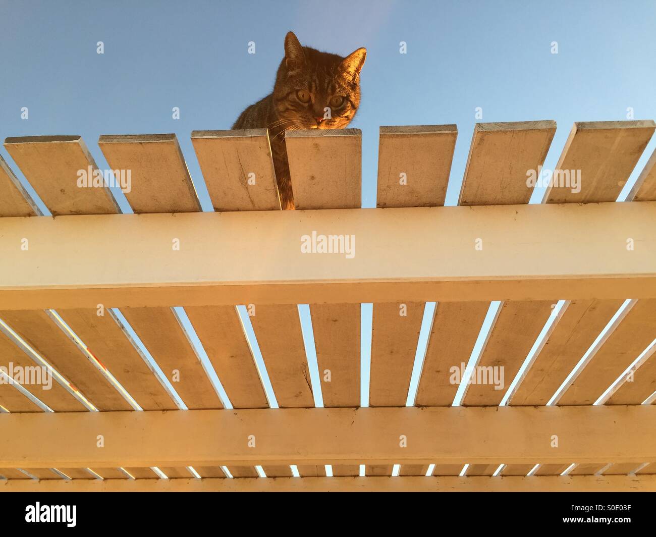 Chat sur le toit Banque de photographies et d’images à haute résolution ...