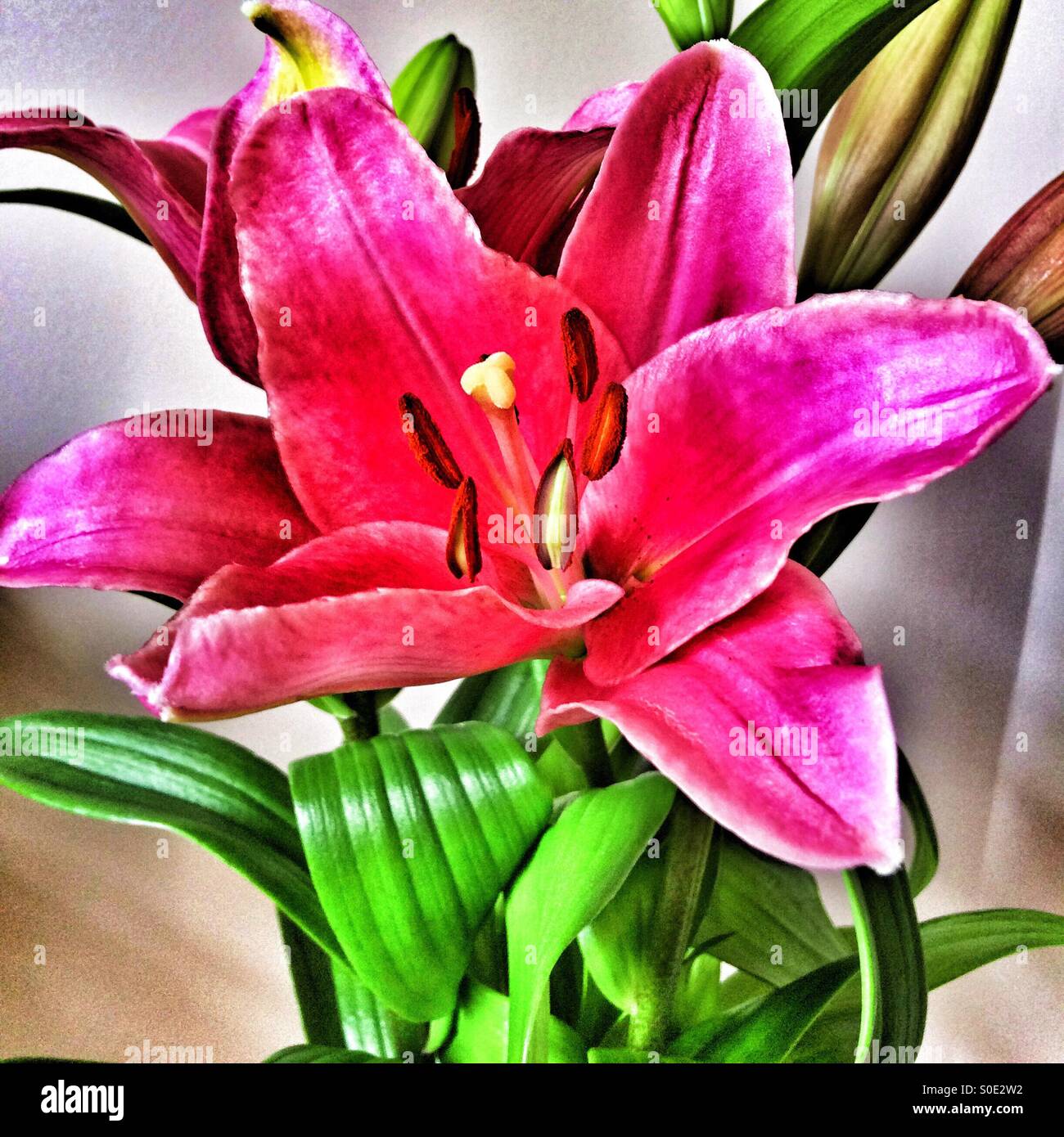 Feuille de lys Banque de photographies et d’images à haute résolution ...