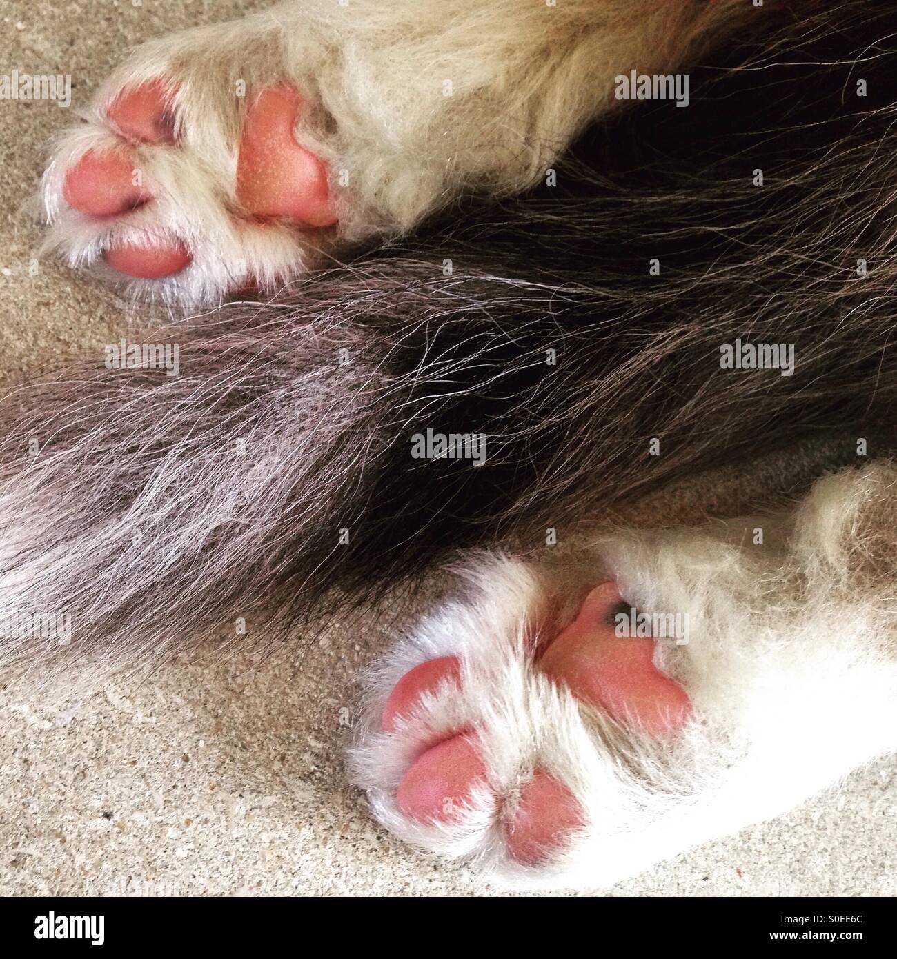 Pattes de chiens Banque de photographies et d’images à haute résolution ...