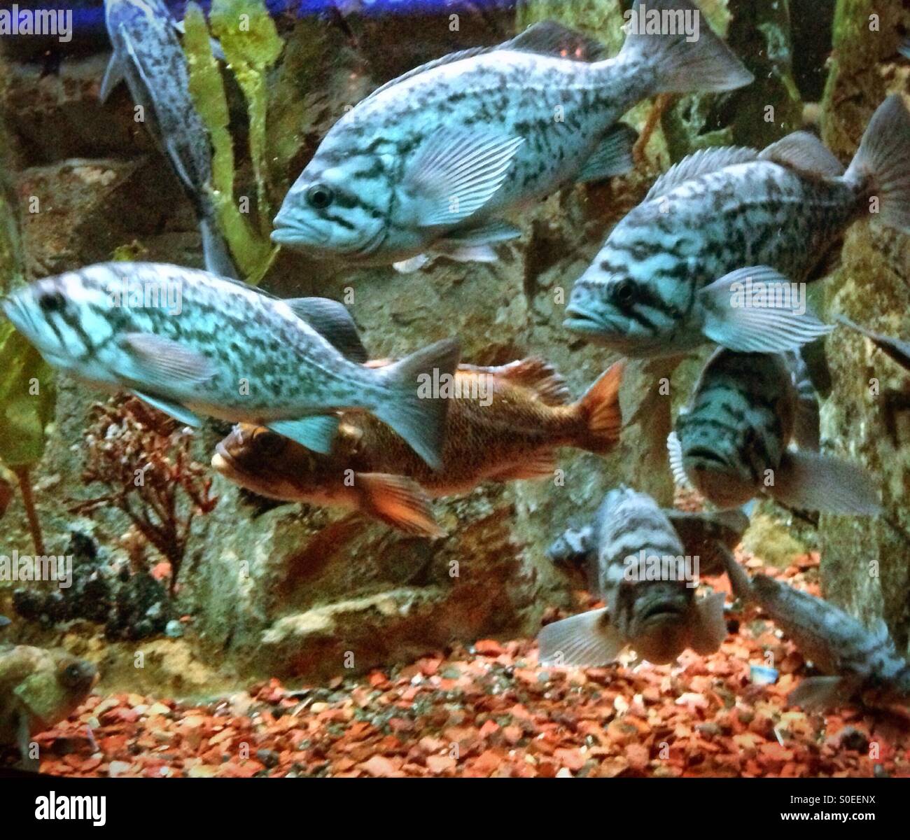 Poisson bleu Banque de photographies et d’images à haute résolution - Alamy