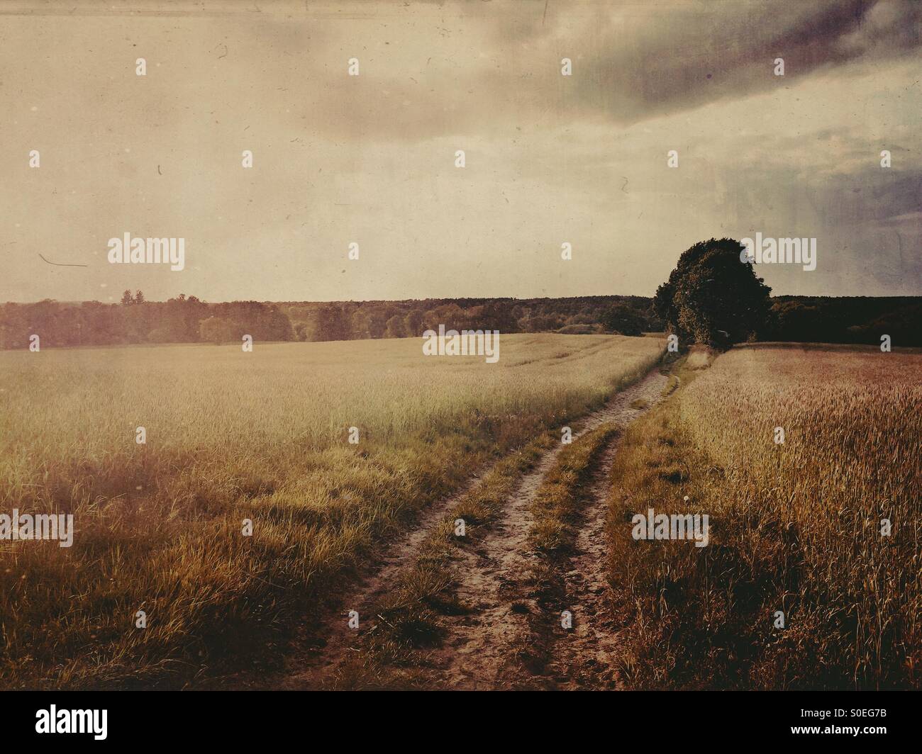 Chemin de terrain avec solitaire Banque de photographies et d’images à ...