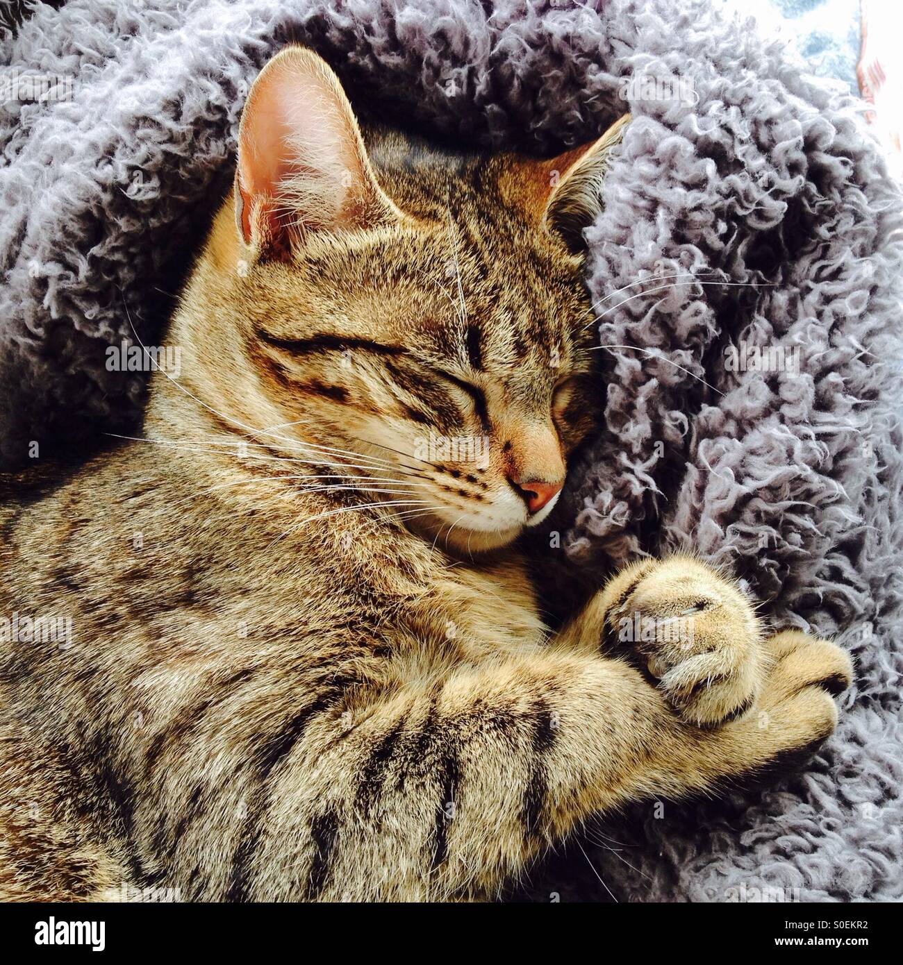 Cat sleep Banque de photographies et d’images à haute résolution - Alamy