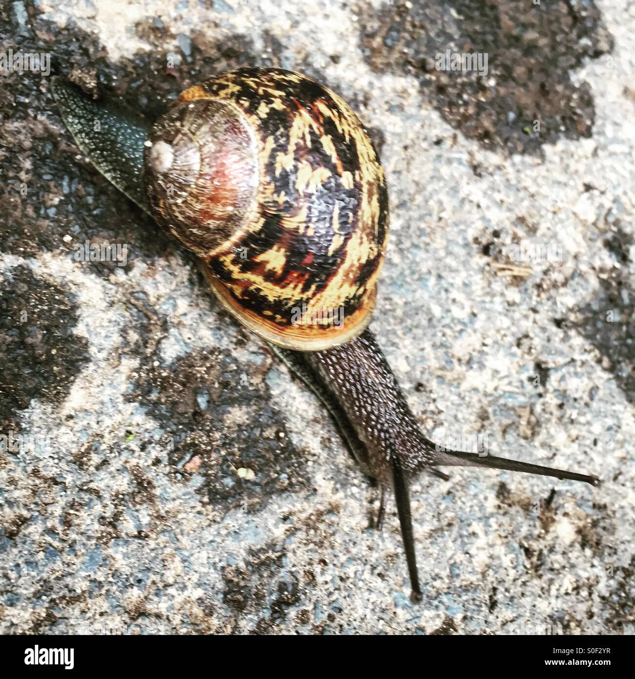 Escargot coloré Banque de photographies et d’images à haute résolution ...
