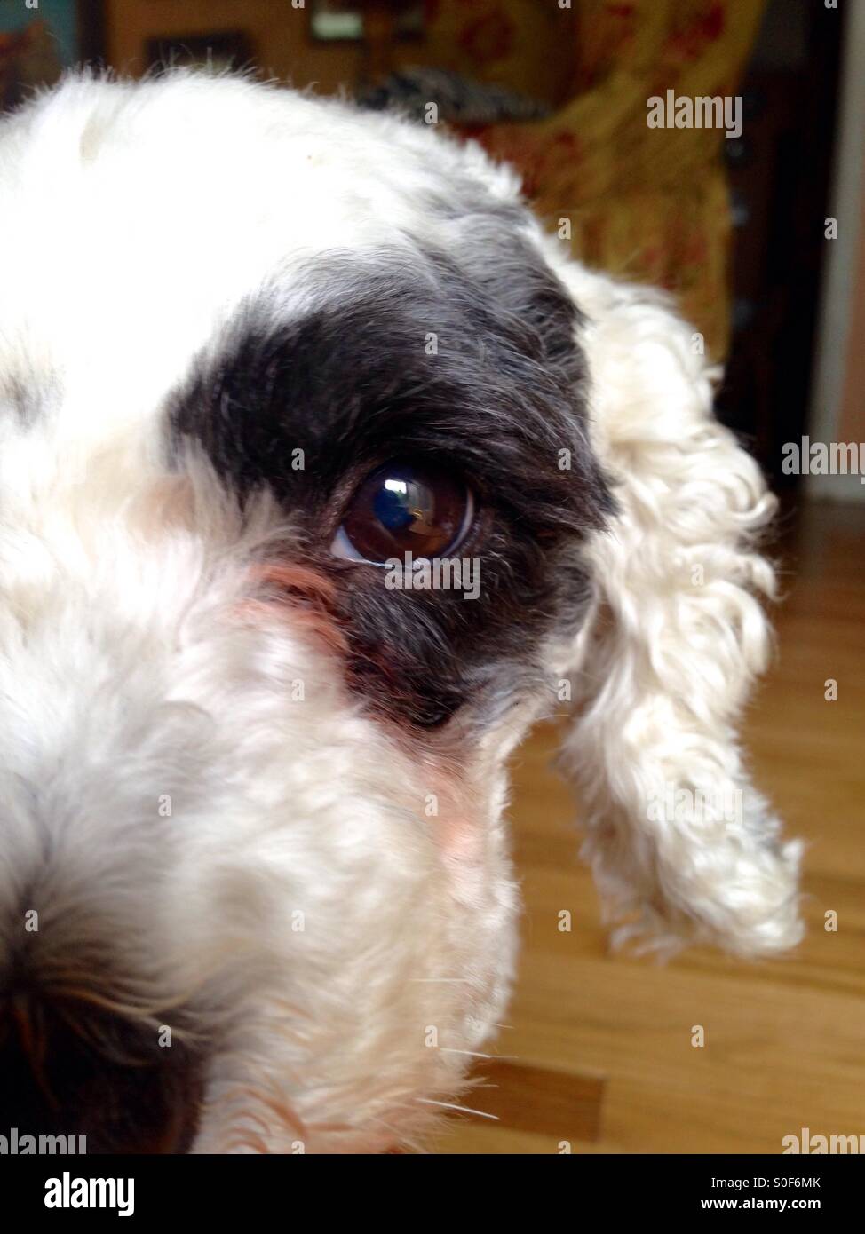 Chiot avec cache oeil Banque de photographies et d’images à haute ...