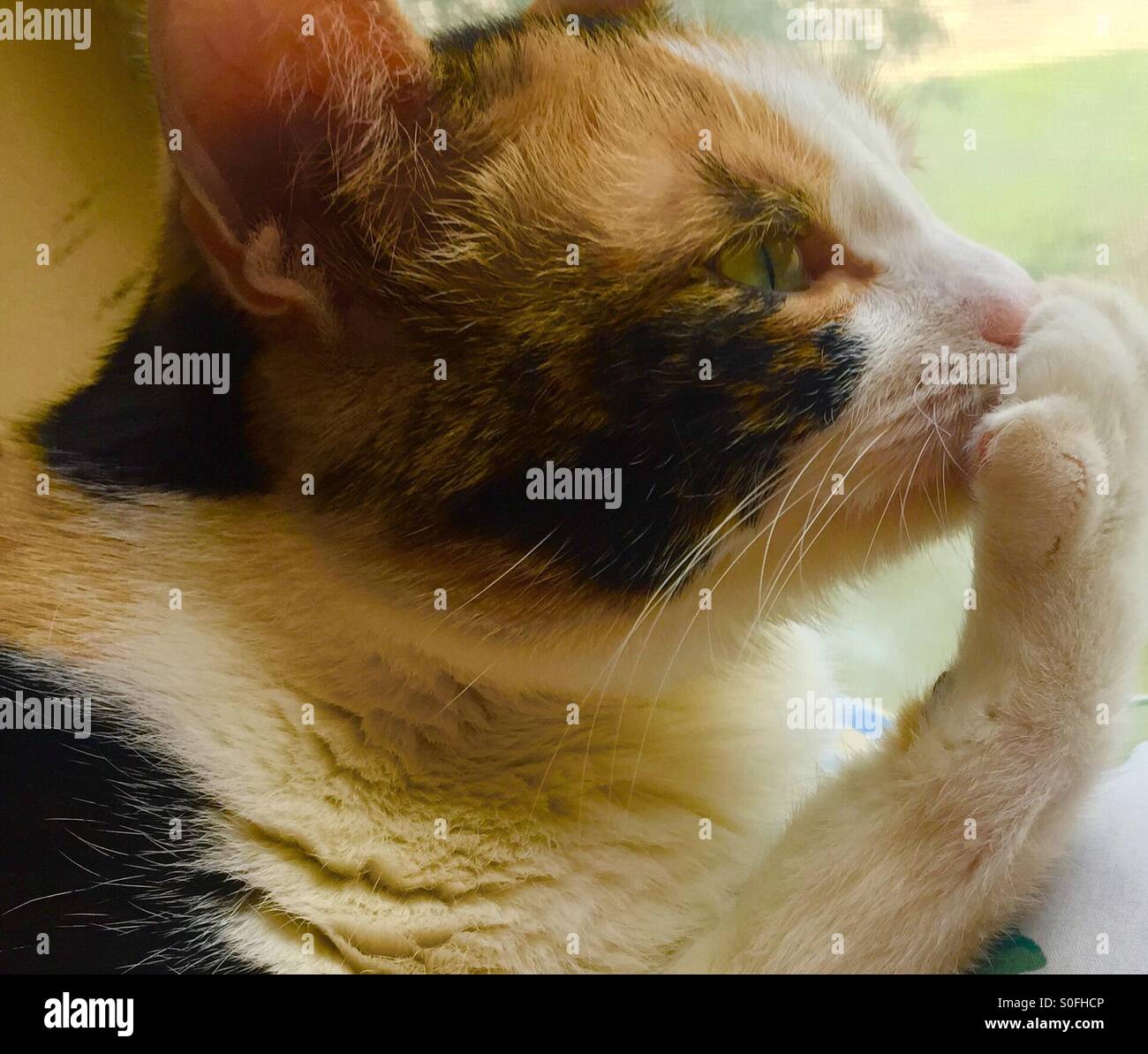 Patte de chat qui lèche Banque de photographies et d’images à haute ...