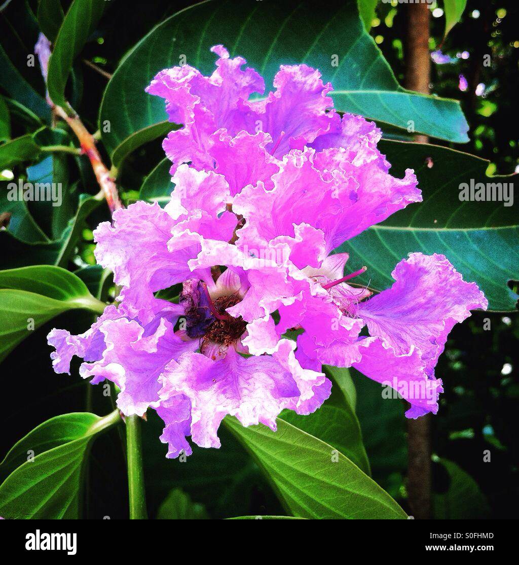 Fleur courbe Banque de photographies et d’images à haute résolution - Alamy
