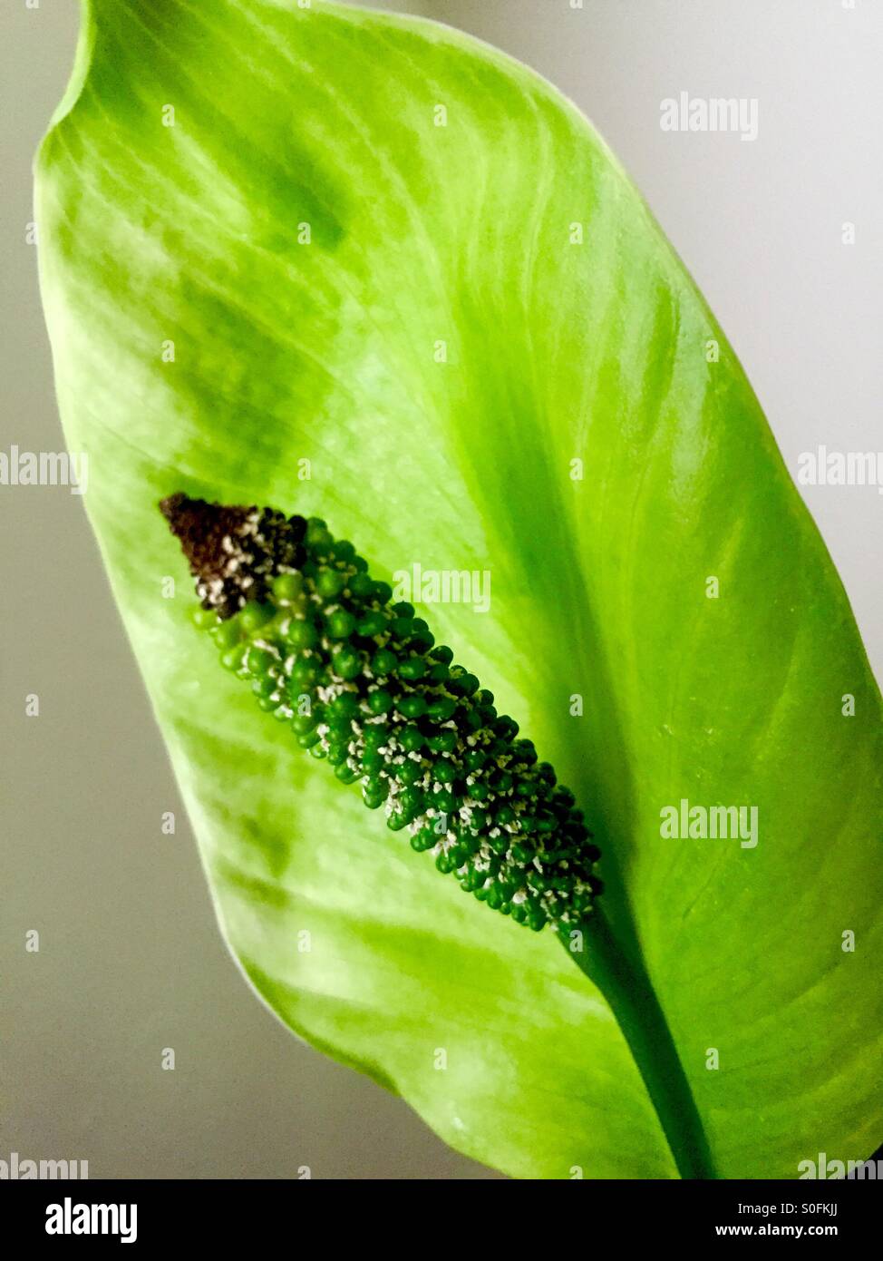 Fleur verte Banque de photographies et d’images à haute résolution - Alamy