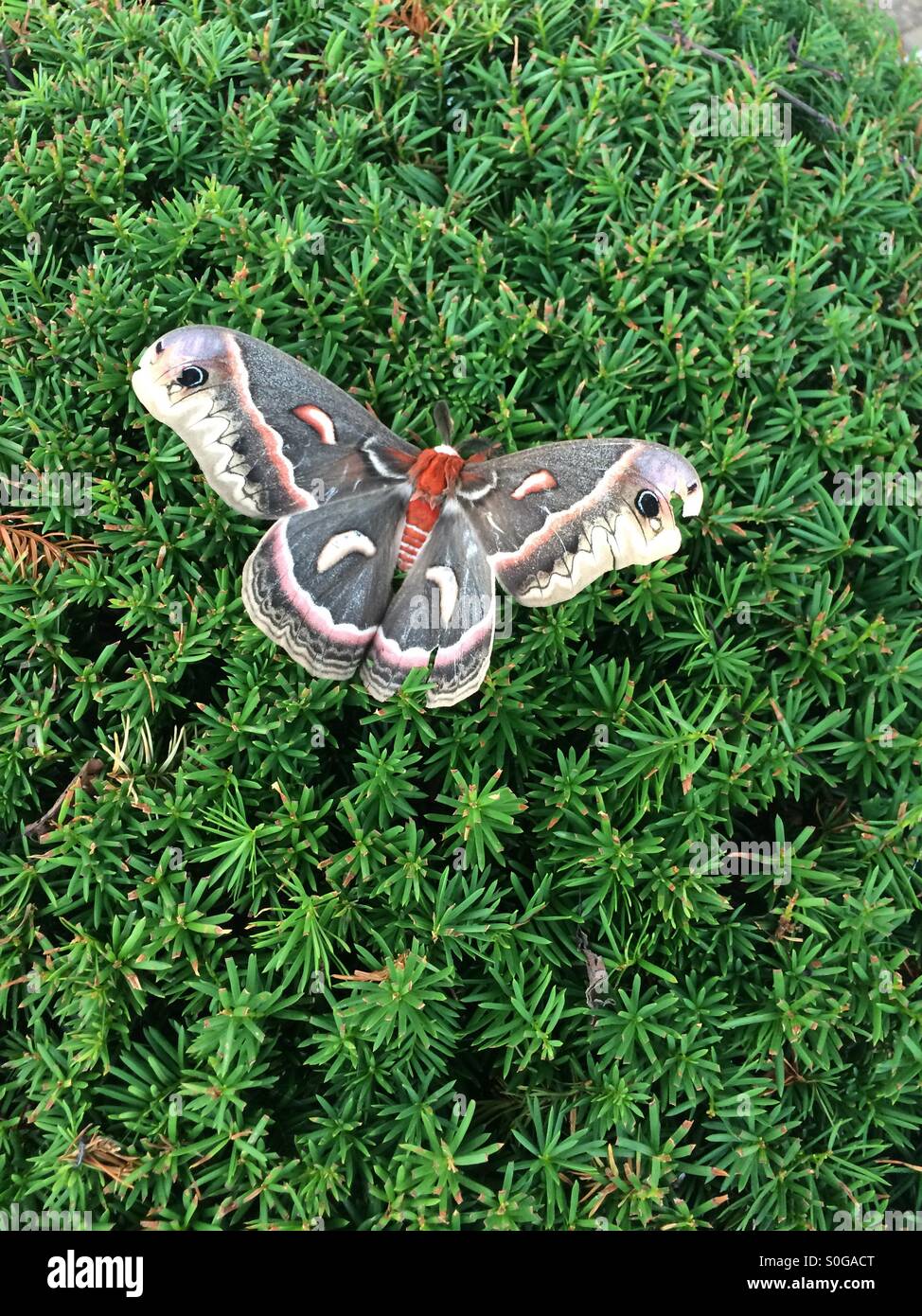 Resting moth Banque de photographies et d’images à haute résolution - Alamy