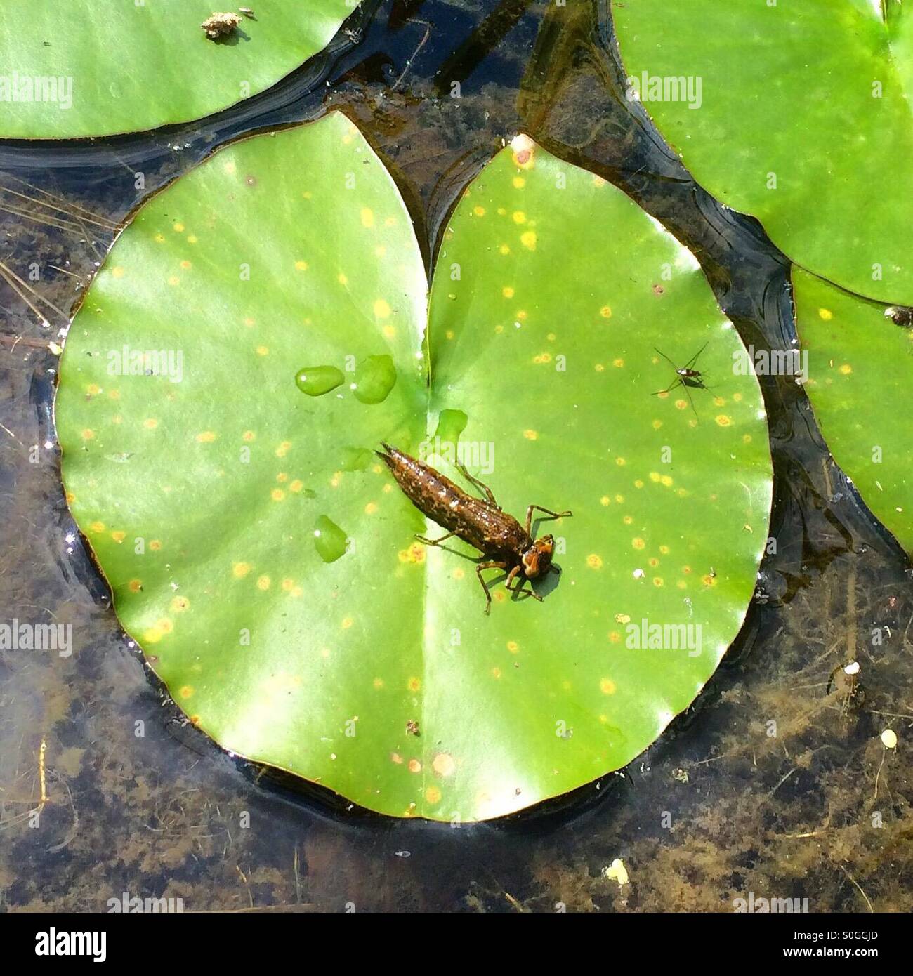 Avec Larve De Libellule Banque d'image et photos - Alamy