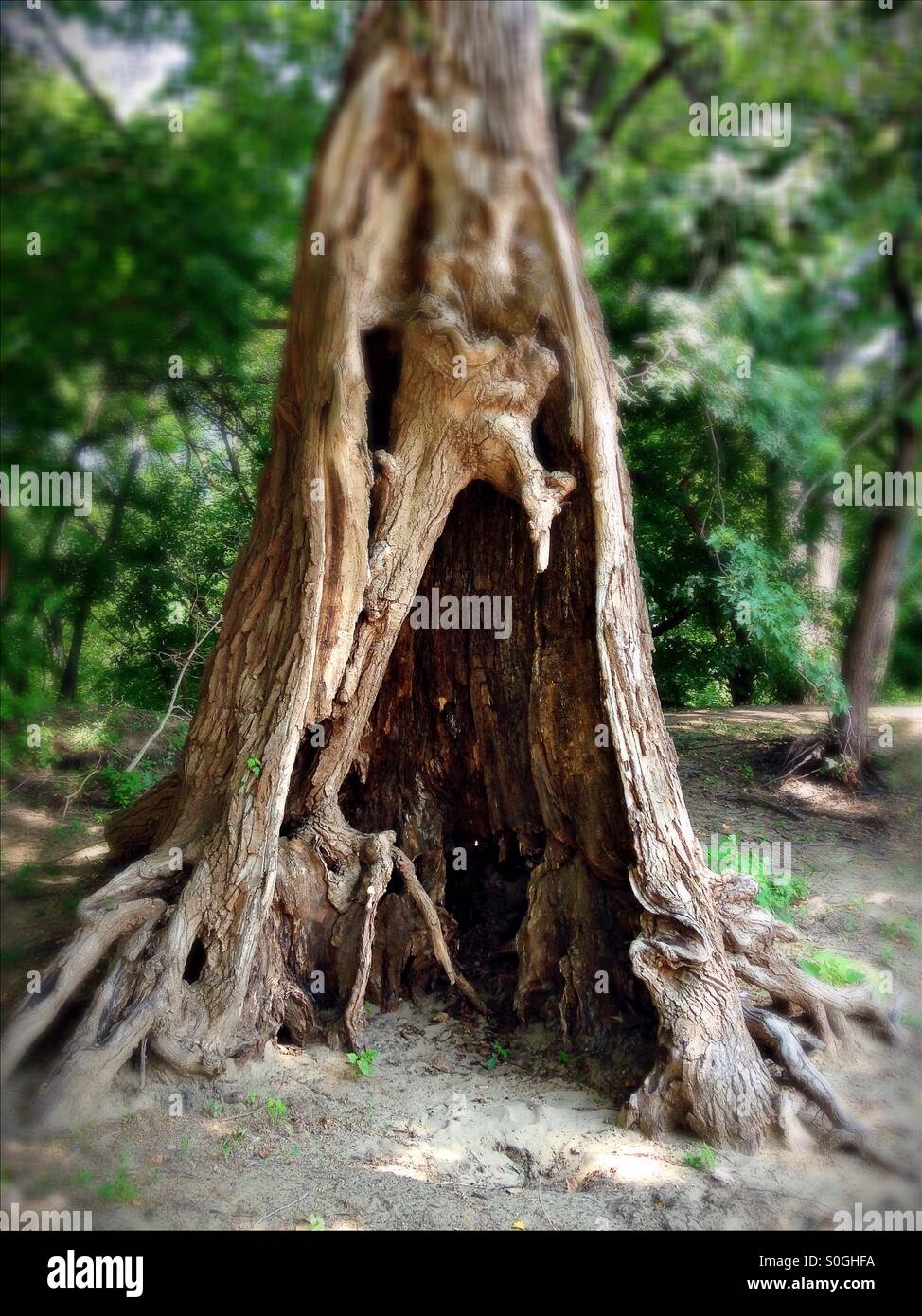 Arbre creux Banque de photographies et d’images à haute résolution - Alamy