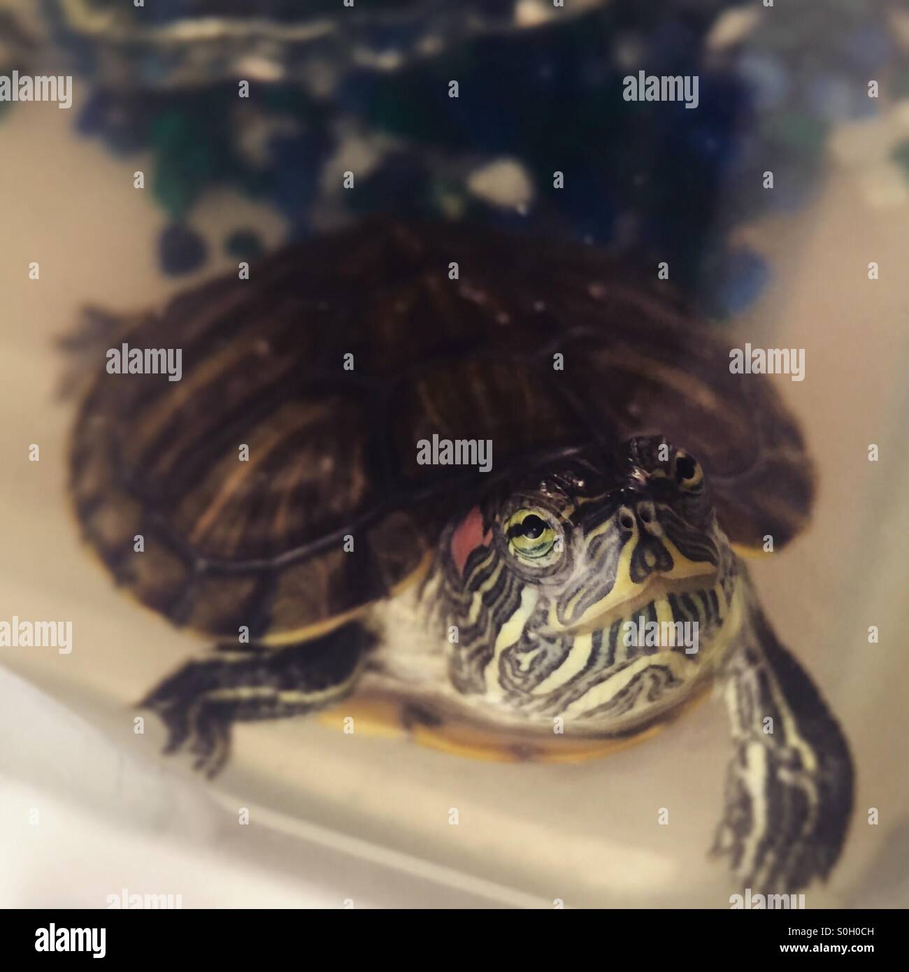 Tortue oreille rouge Banque de photographies et d’images à haute ...