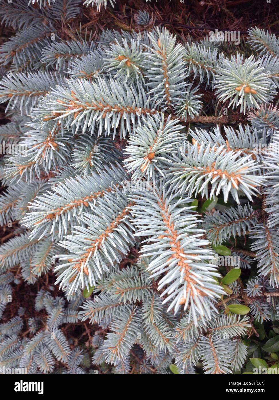 Conifer tree Banque de photographies et d’images à haute résolution - Alamy