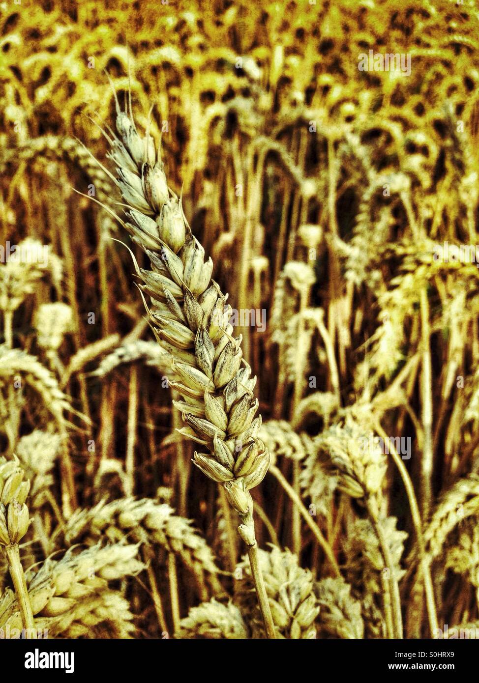 Ear of wheat Banque de photographies et d’images à haute résolution - Alamy