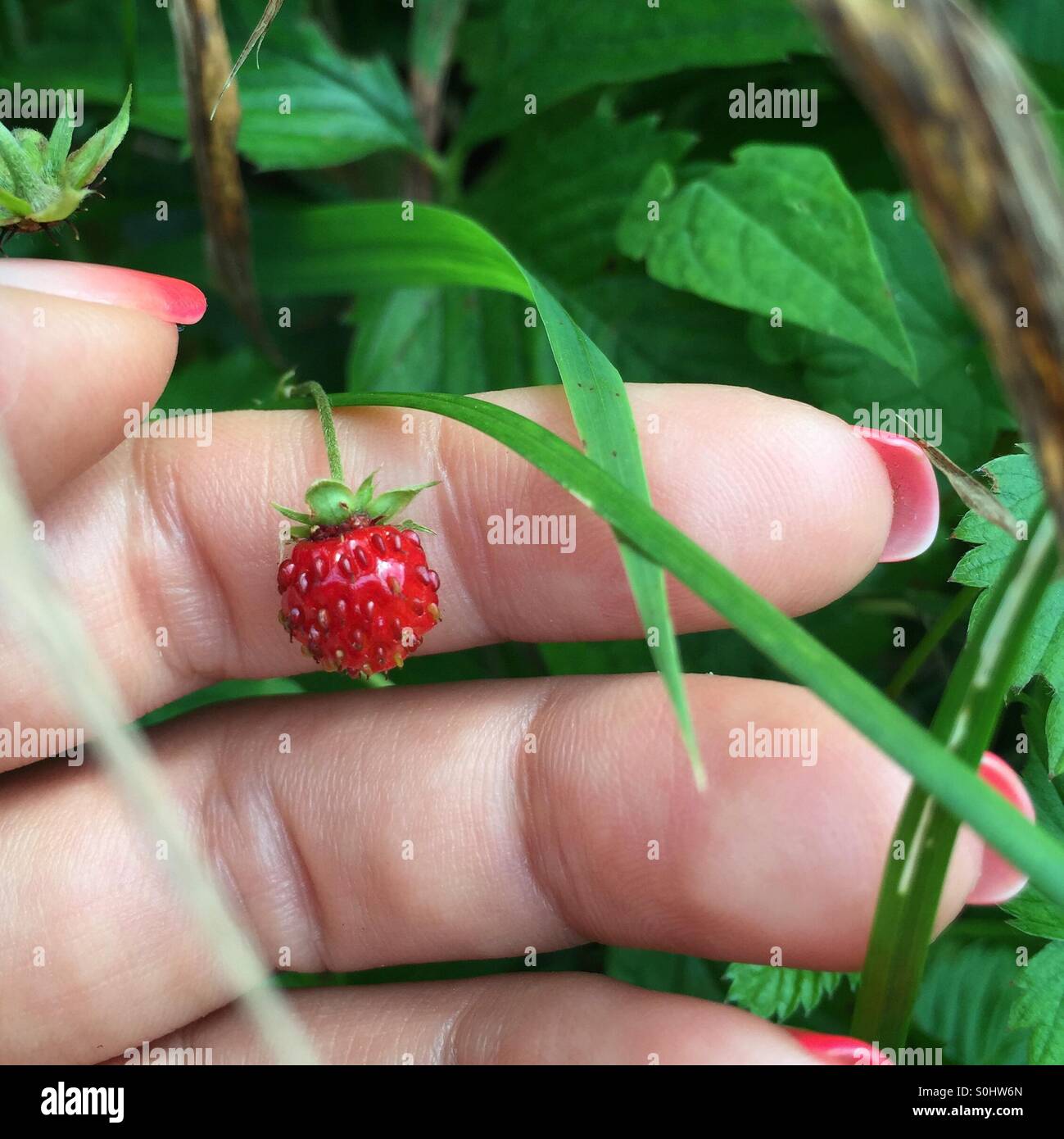 Petite Fraise Banque d'image et photos - Alamy