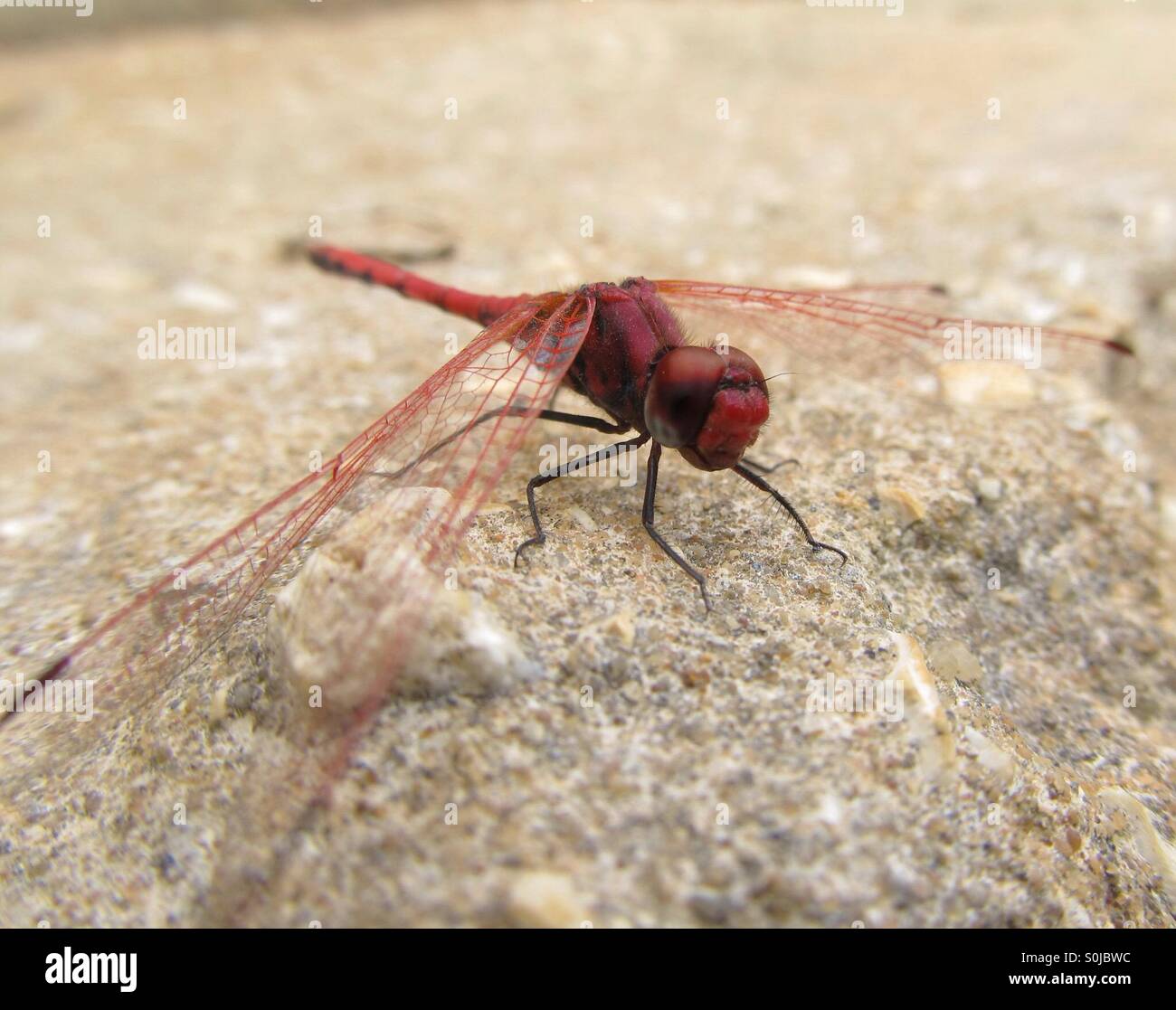 Rouge insecte Banque de photographies et d’images à haute résolution ...