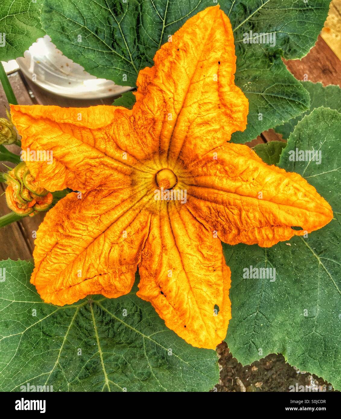 Fleur de courge Banque de photographies et d’images à haute résolution ...