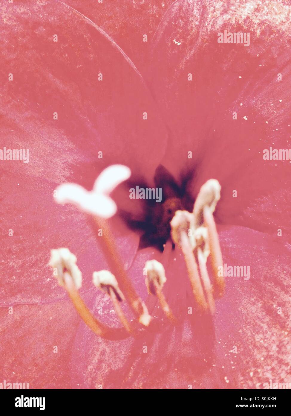 Iris rouge Banque de photographies et d’images à haute résolution - Alamy