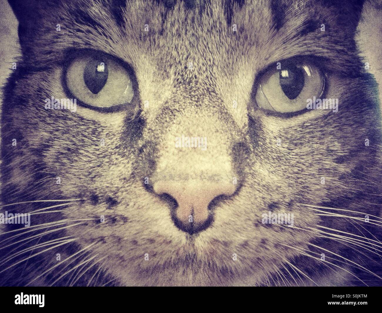 Portrait De Chat Banque d'image et photos - Alamy