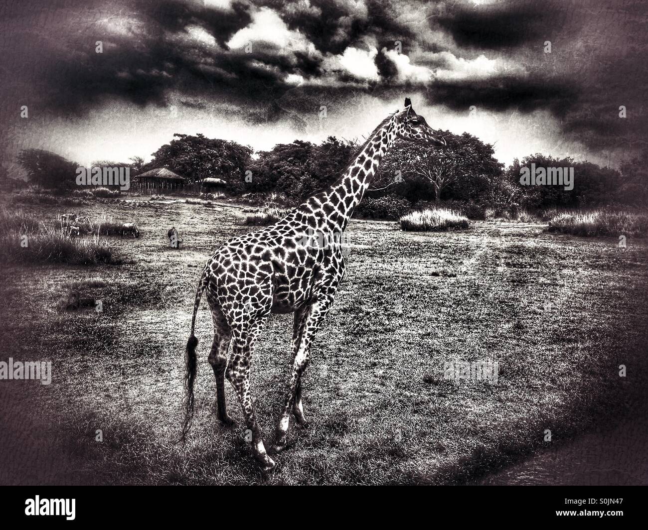 Animaux disney Banque de photographies et d’images à haute résolution ...