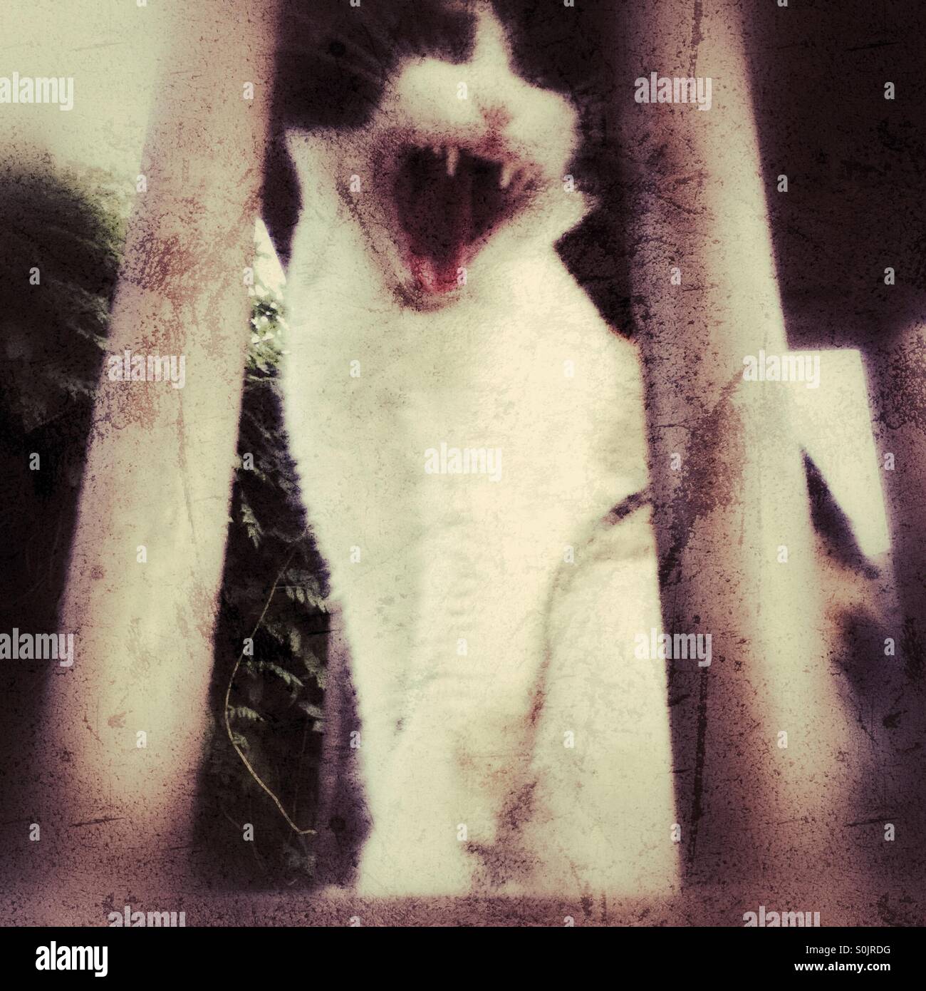 Animal effrayant Banque de photographies et d’images à haute résolution ...