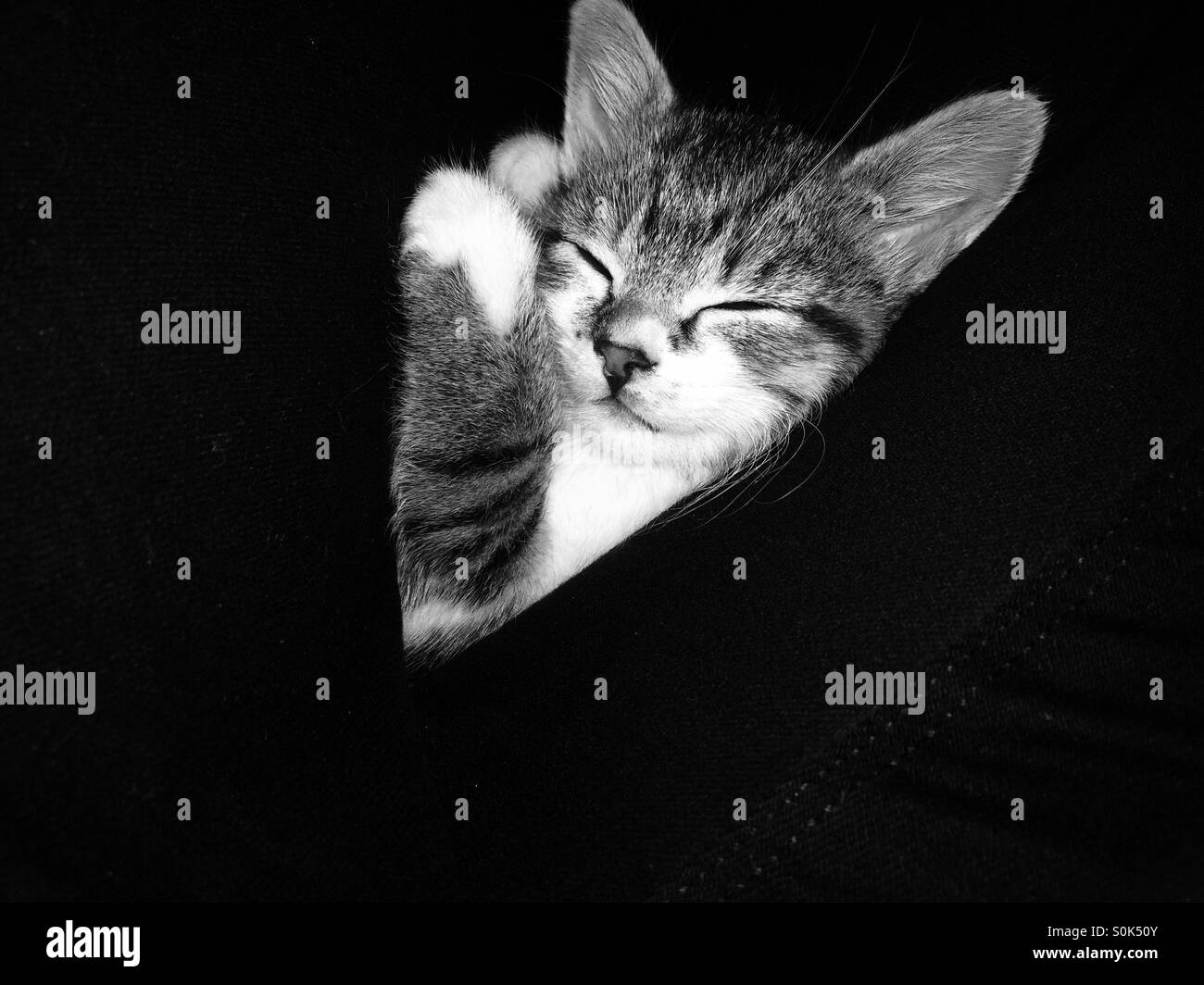 Chat noir et blanc qui dort Banque d'images noir et blanc - Alamy