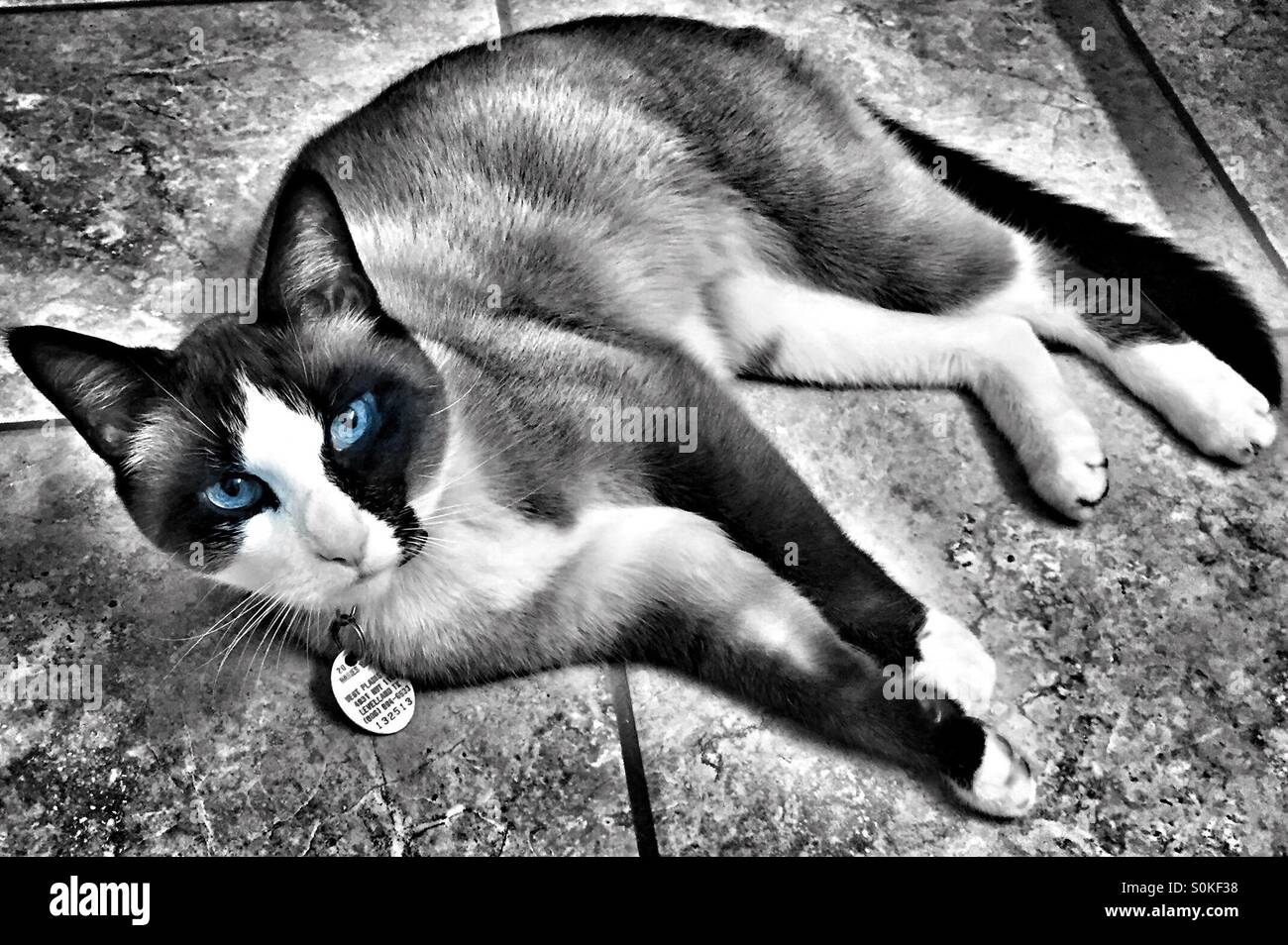 Chat aux yeux bleus Banque de photographies et d’images à haute ...