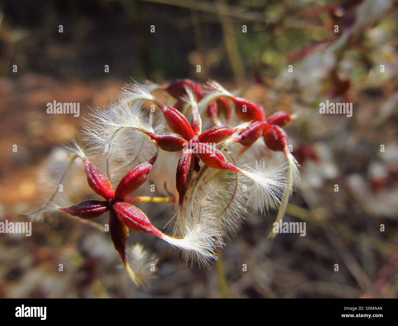 Graines rouges Banque de photographies et d’images à haute résolution ...