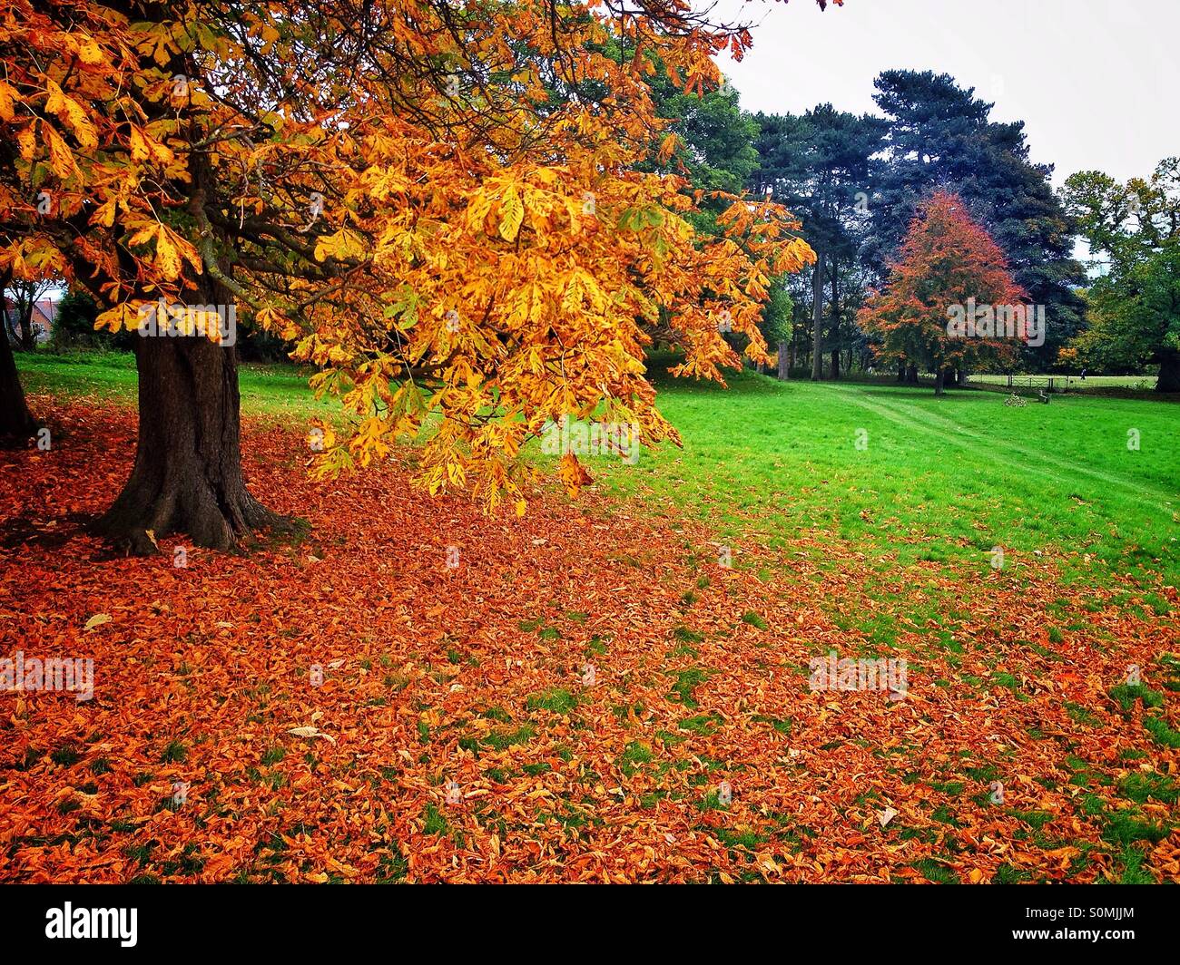 Arbre de marronnier Banque de photographies et d’images à haute ...