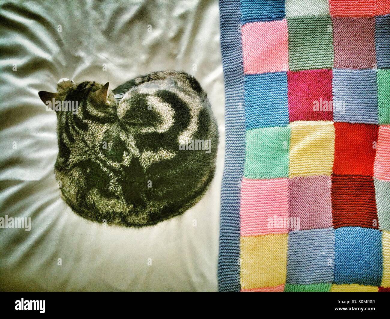 Chat Qui Dort Sur Le Lit Banque d'image et photos - Alamy