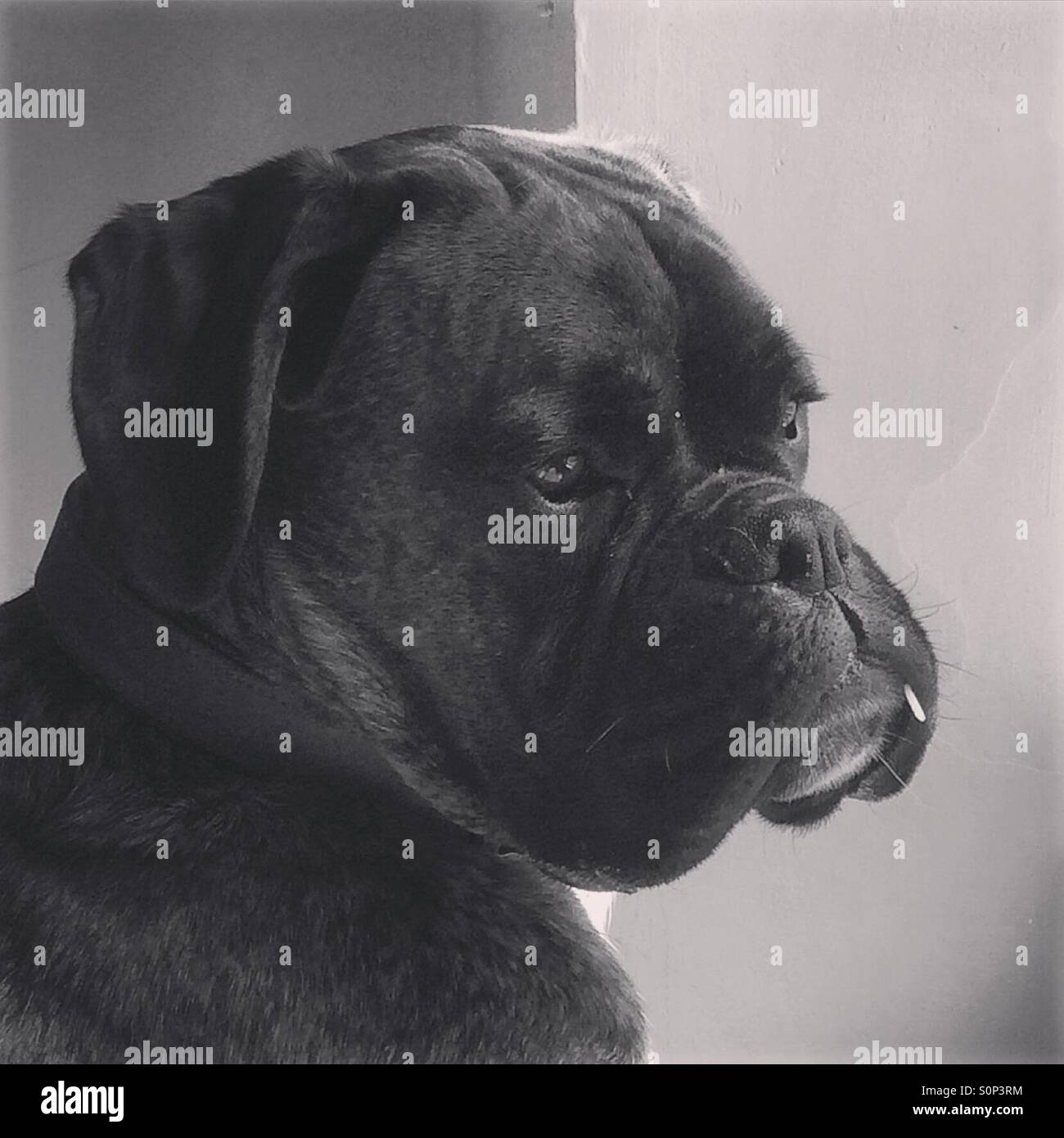 Chien de riz Banque de photographies et d’images à haute résolution - Alamy