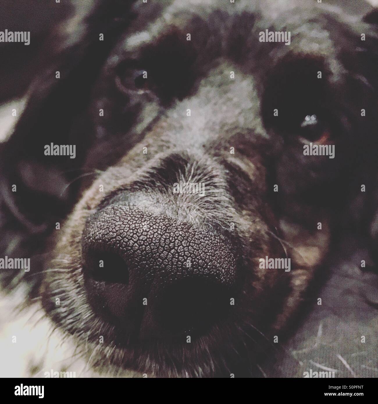 Gros nez Banque de photographies et d’images à haute résolution - Alamy