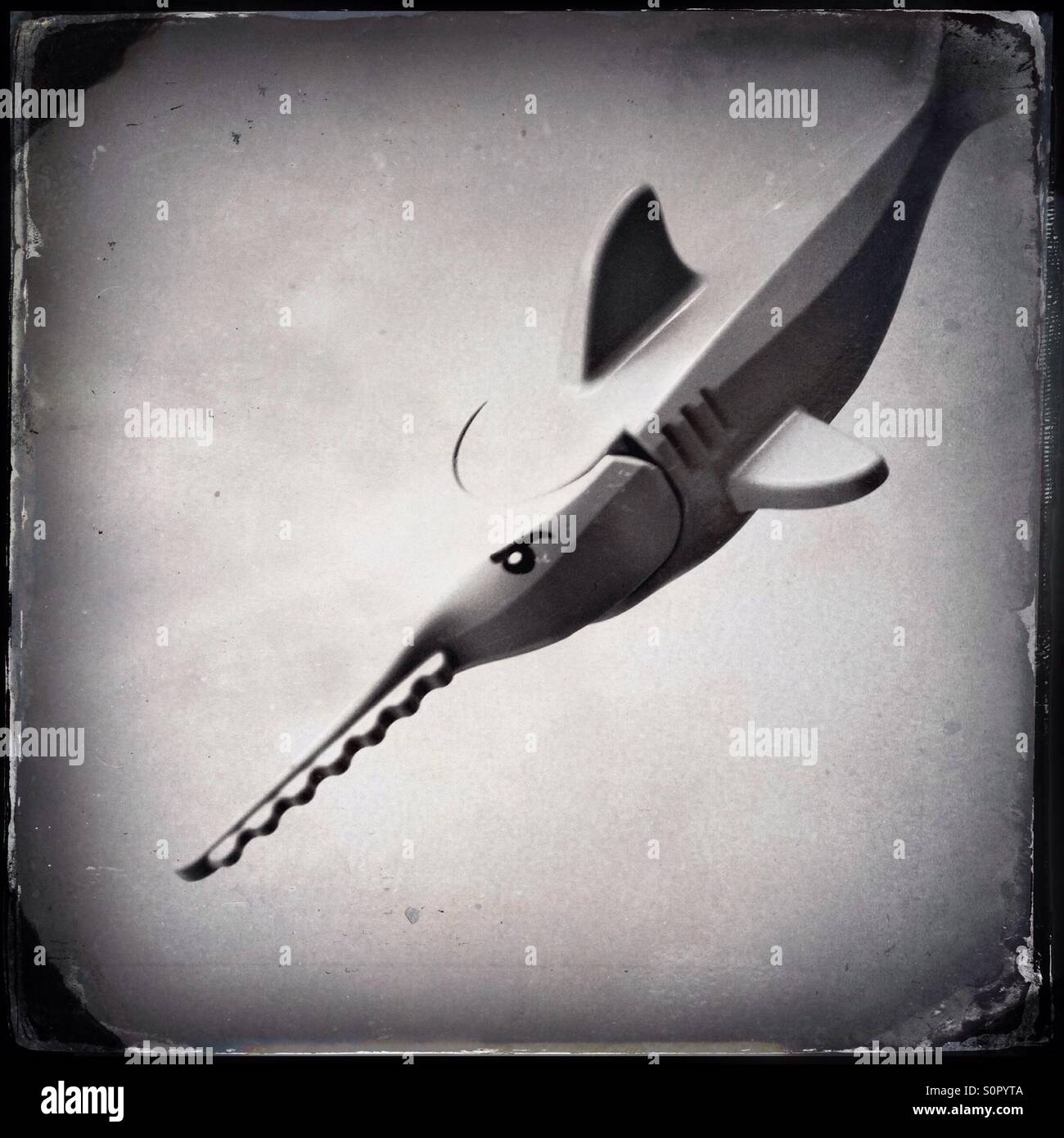 Poisson scie Banque de photographies et d’images à haute résolution - Alamy