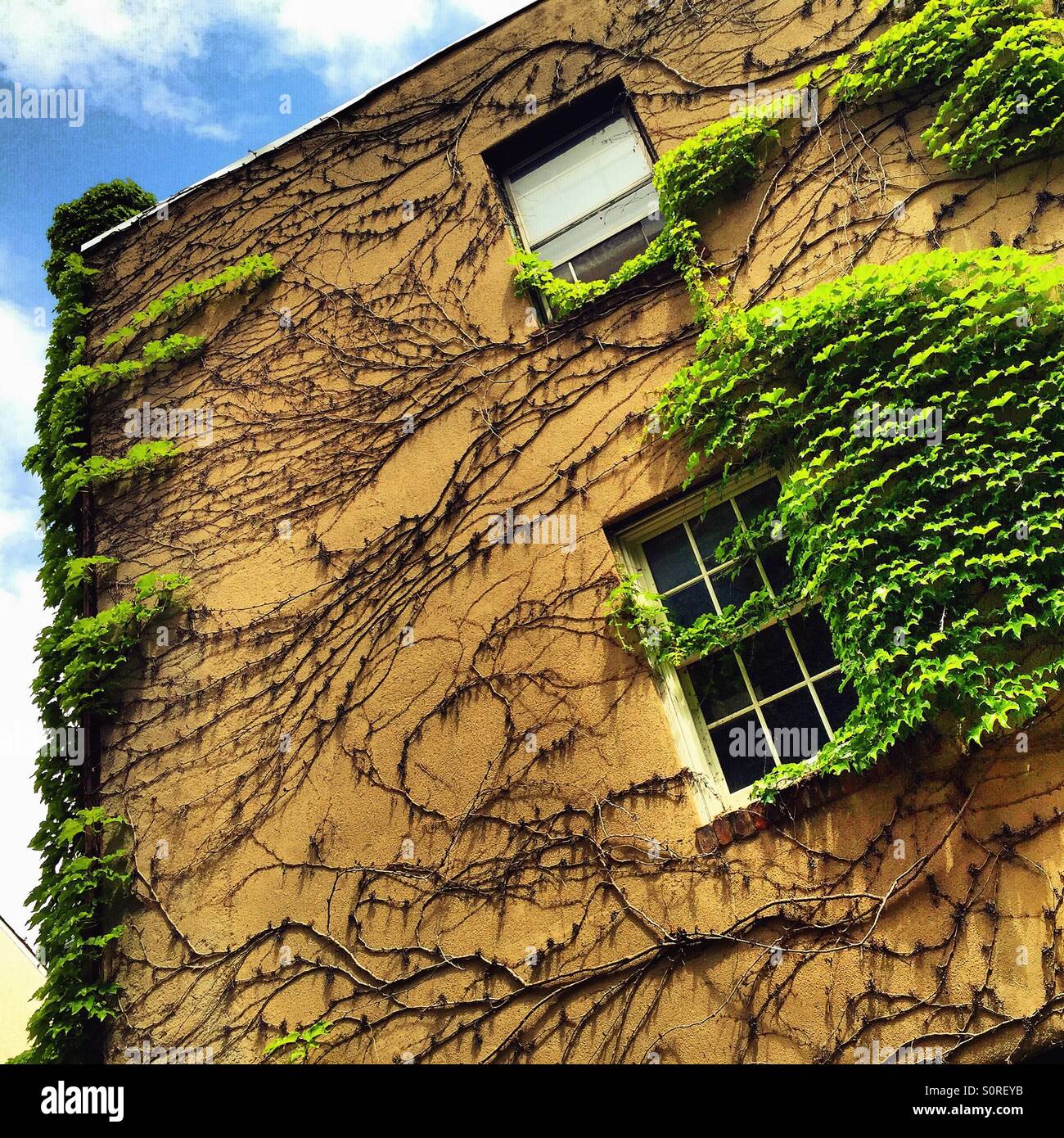 Murs de la maison de lierre Banque de photographies et d’images à haute ...