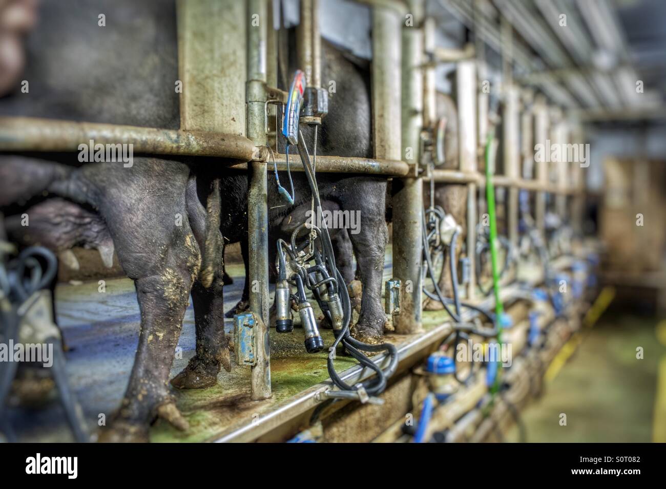 Vache laitière robot Banque de photographies et d’images à haute résolution - Alamy