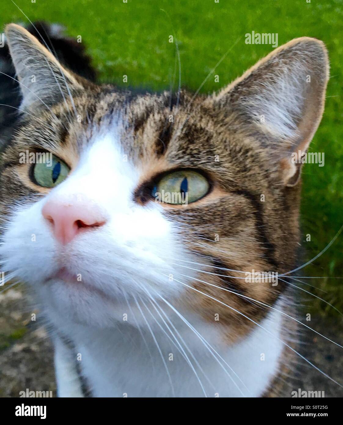 Le chat botté Banque de photographies et d’images à haute résolution ...