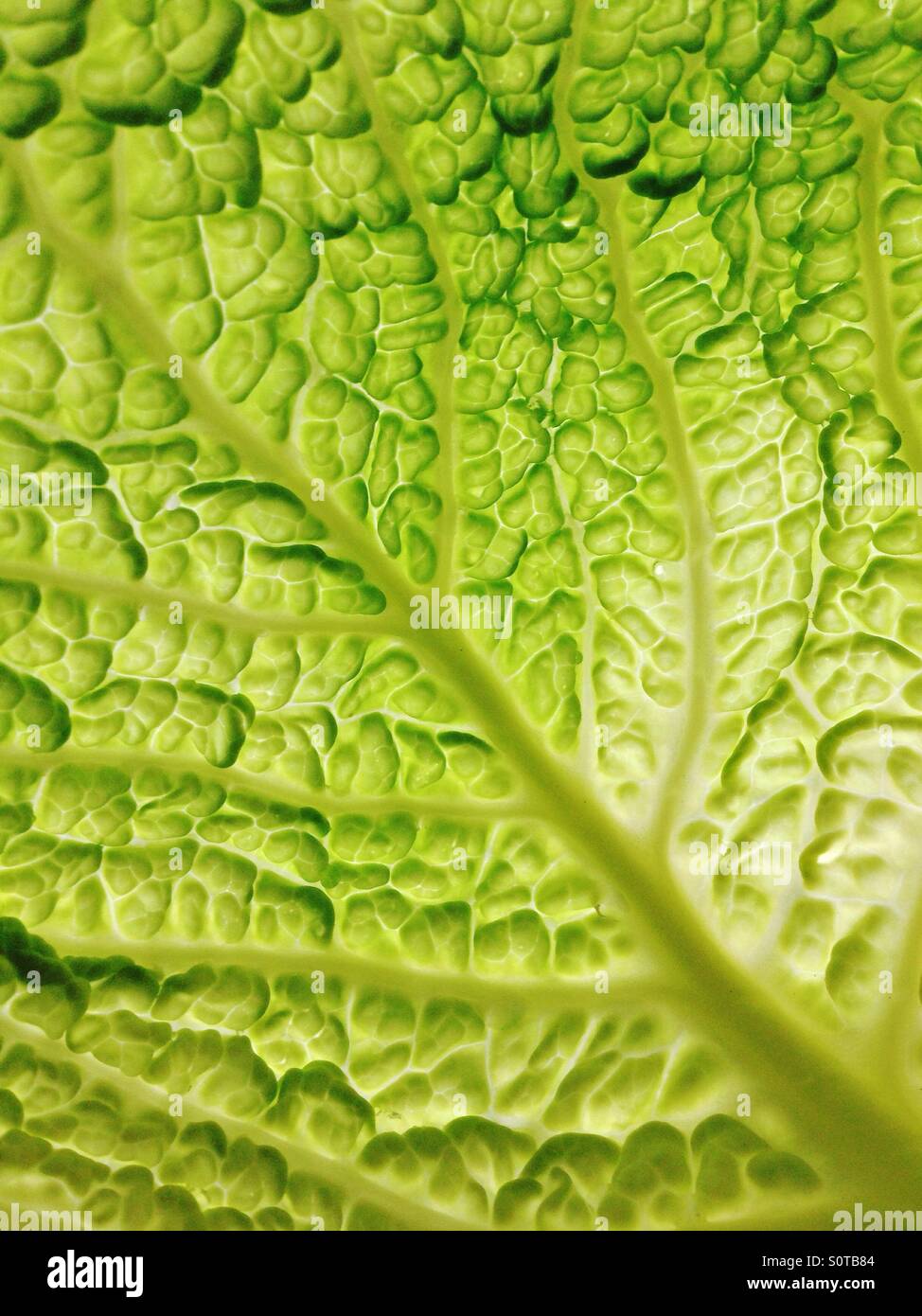 Feuille de chou de savoie Banque de photographies et d’images à haute ...