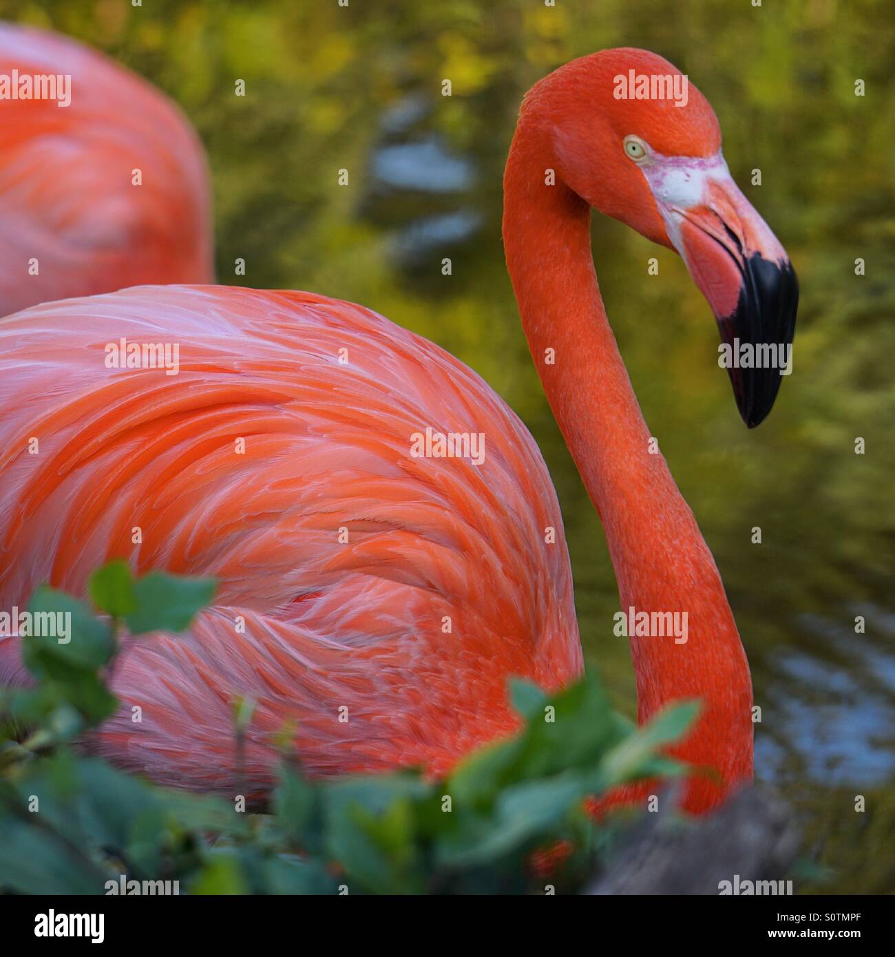 Flaming rose Banque de photographies et d’images à haute résolution - Alamy