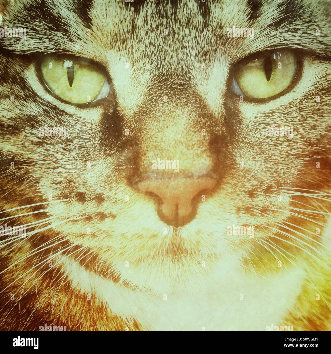 Portrait De Chat Banque d'image et photos - Alamy
