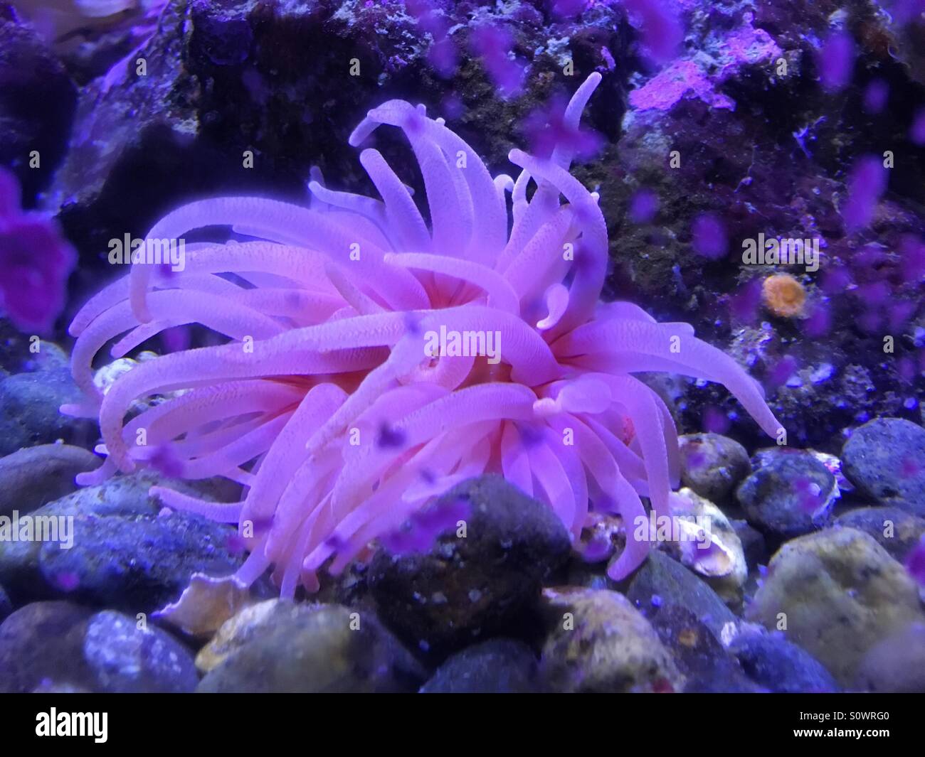 Fleur de mer Banque de photographies et d’images à haute résolution - Alamy