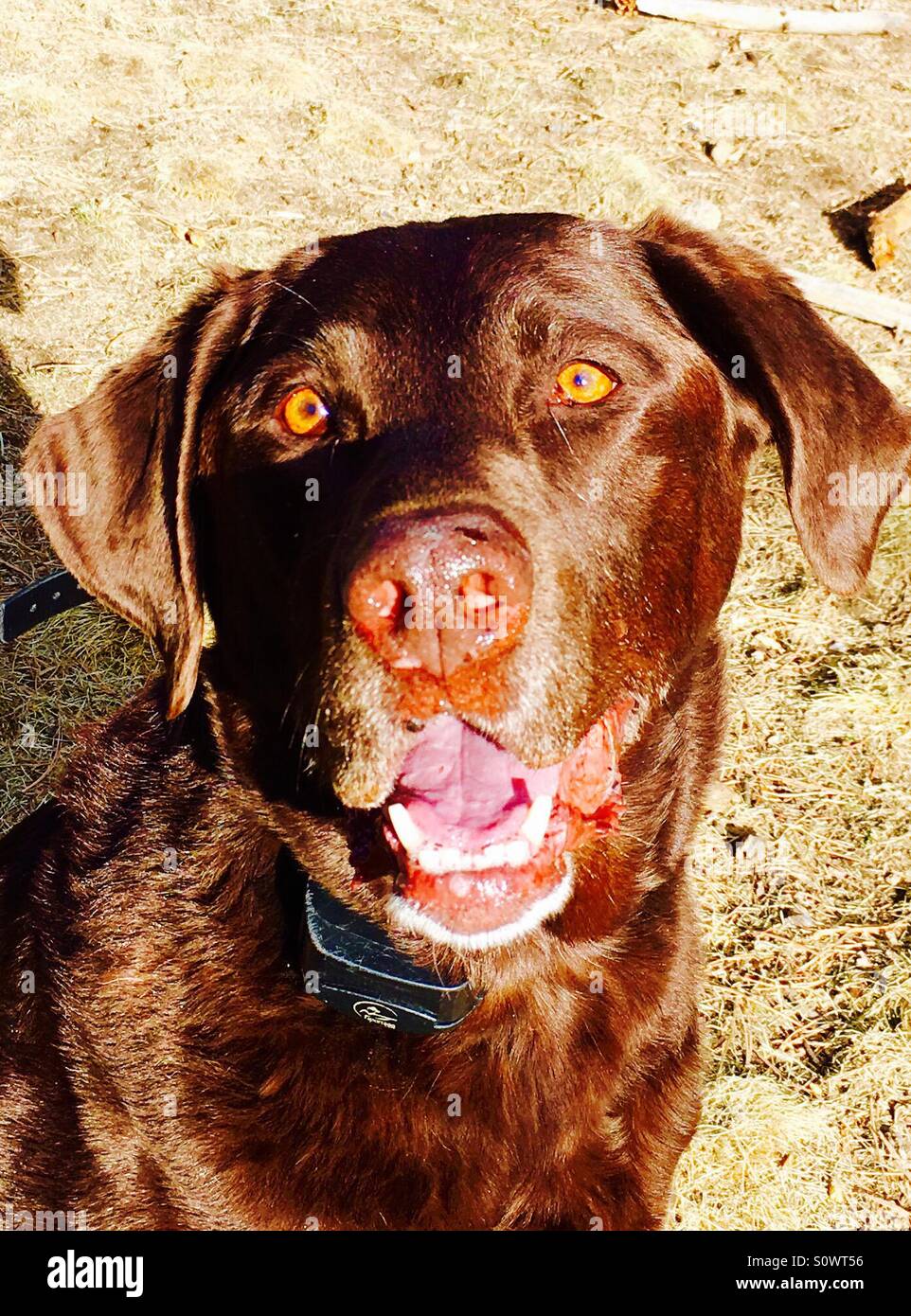 Avec son chien coco Banque de photographies et d’images à haute ...