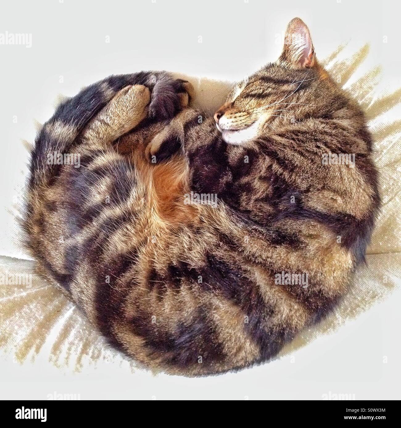 Chat animal dormir Banque de photographies et d’images à haute ...