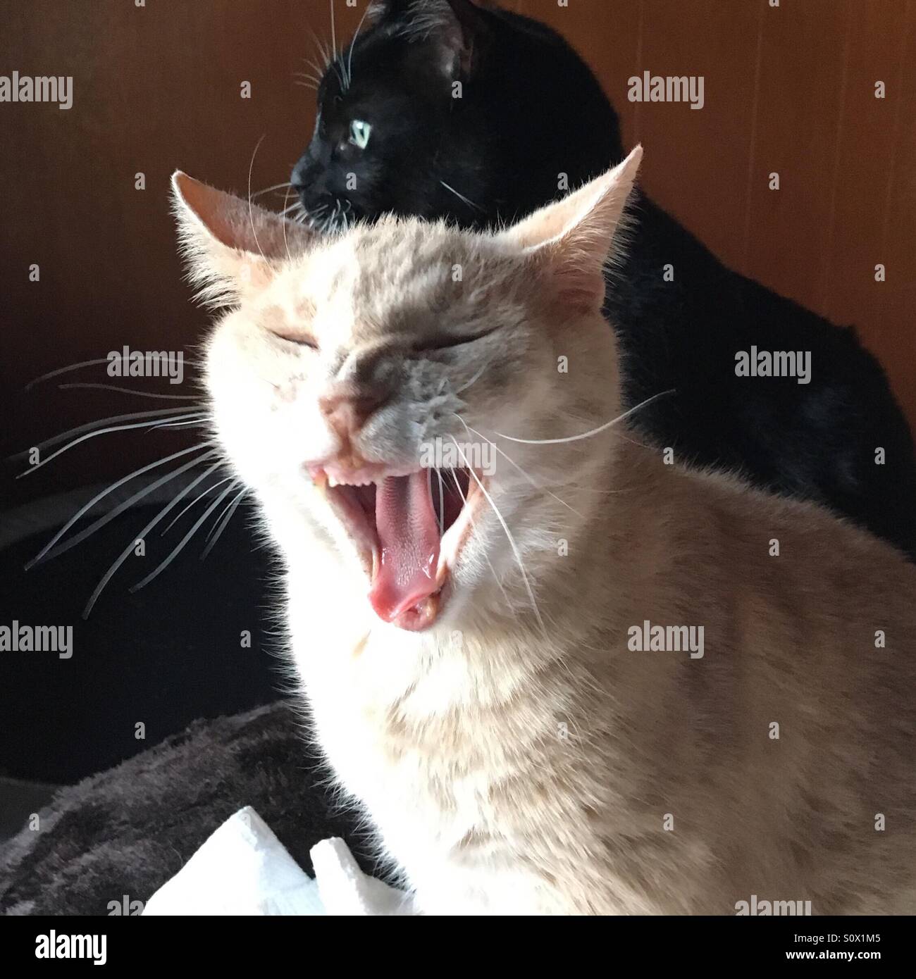 Cat yawn Banque de photographies et d’images à haute résolution - Alamy