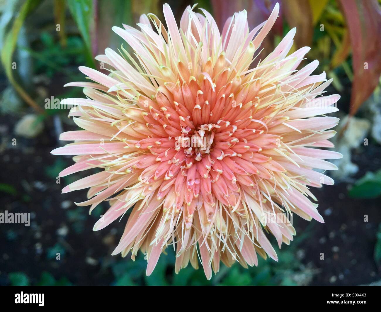 Fleur rose clair Banque de photographies et d’images à haute résolution ...