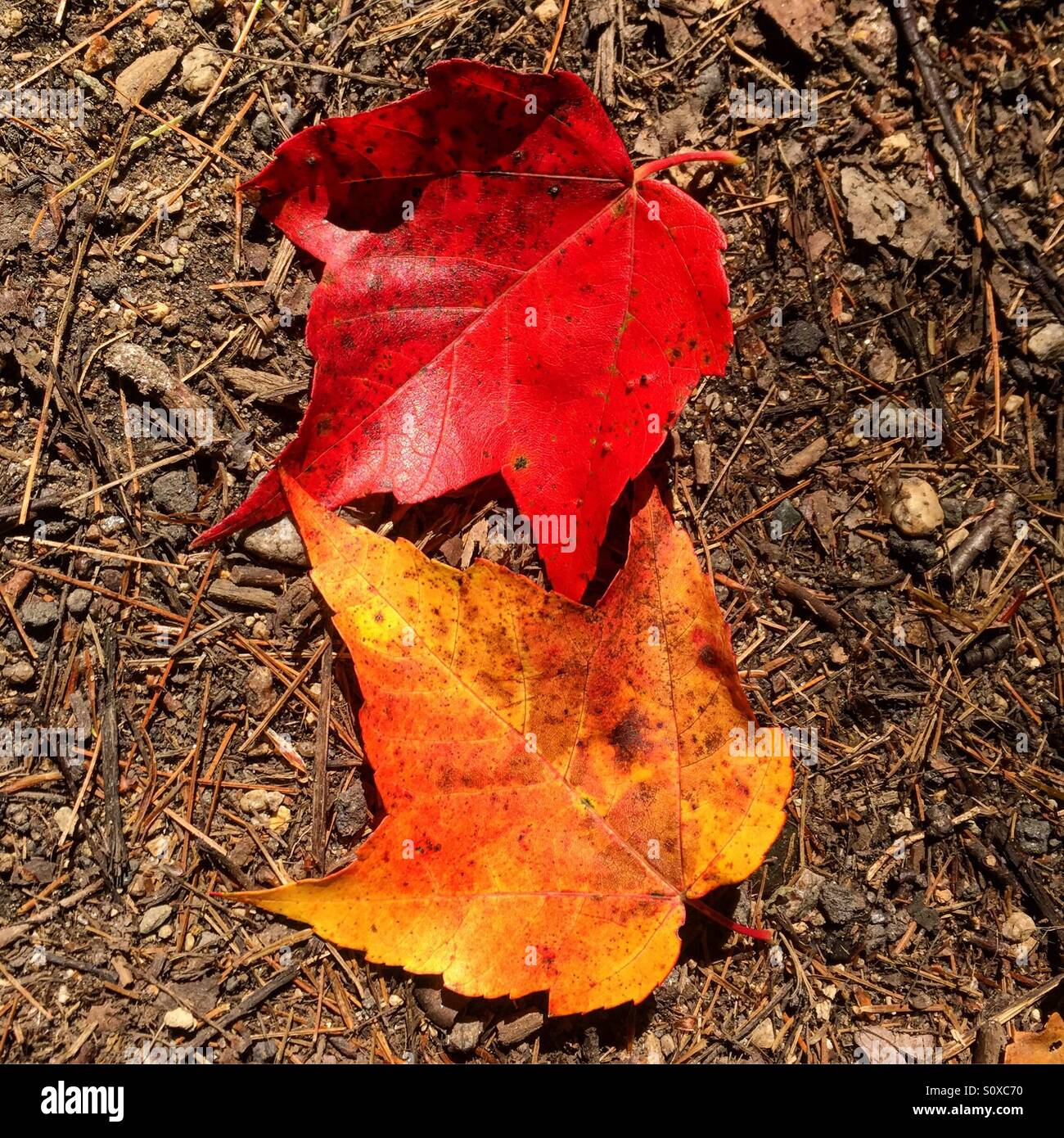 Les feuilles deviennent rouges Banque de photographies et d’images à ...