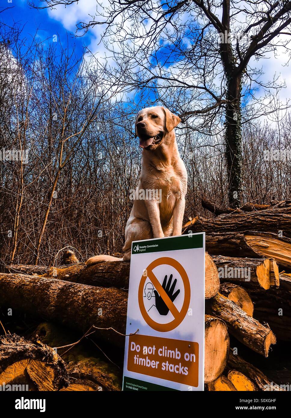 Chien méchant Banque de photographies et d’images à haute résolution ...