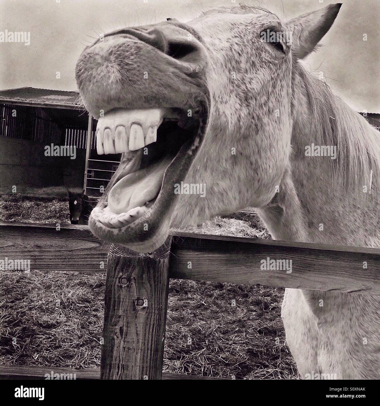 Cheval Photo Banque d'image et photos - Alamy