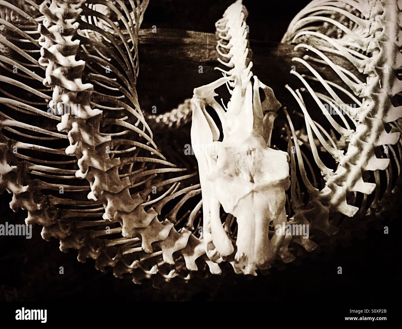 Squelette de serpent Banque de photographies et d’images à haute ...