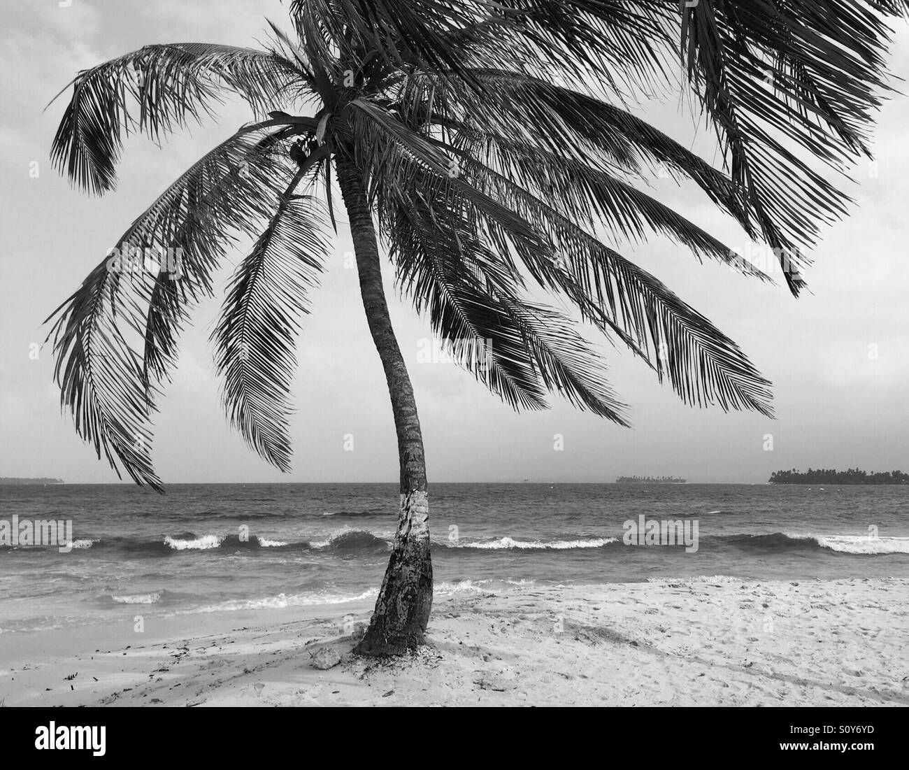 Palmier plant Banque d'images noir et blanc - Alamy
