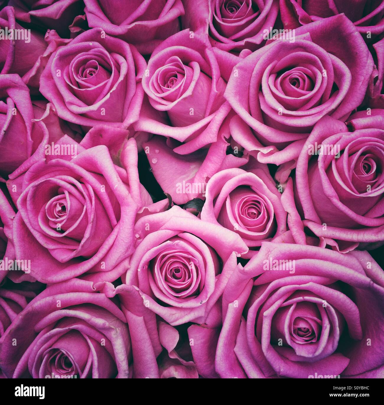 Fleurs roses roses Banque de photographies et d’images à haute ...